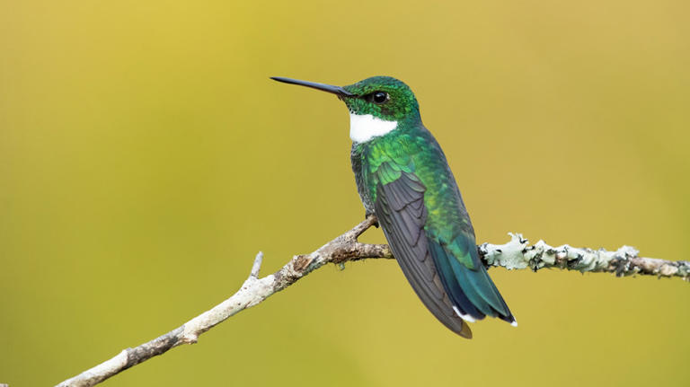 The Beautiful Tree With Long-Lasting Blooms That'll Make Your Yard A ...