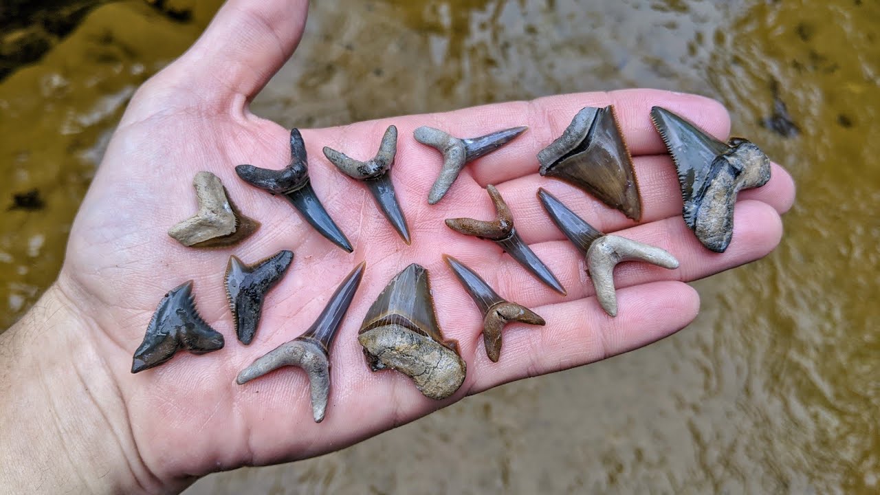 How we found the ancestor of the megalodon in Florida’s rivers