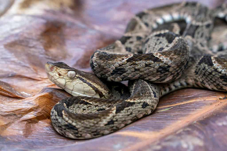 The 10 Largest Snake Species You’ll Find in South America