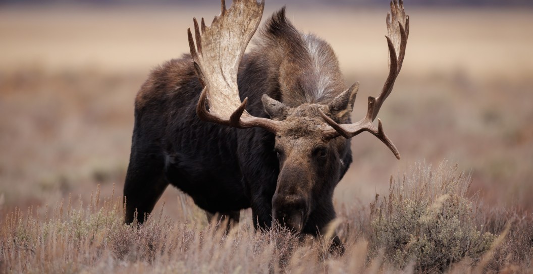 Moose garners a wild nickname after wandering around Wyoming