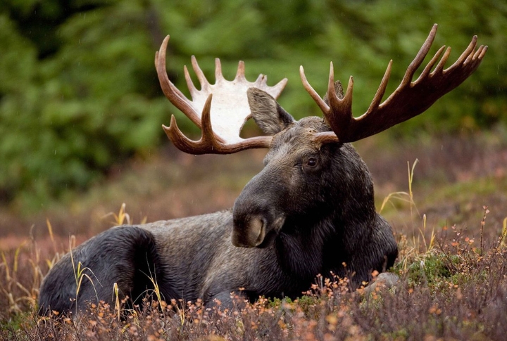 These 10 Animals Have Bears Running The Other Way