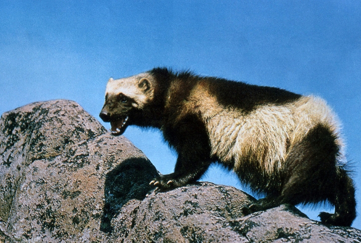 These 10 Animals Have Bears Running The Other Way
