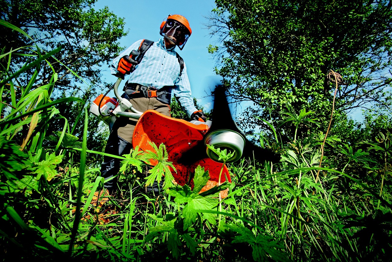 How Replacing My Lawn With Native Plants Changed Everything