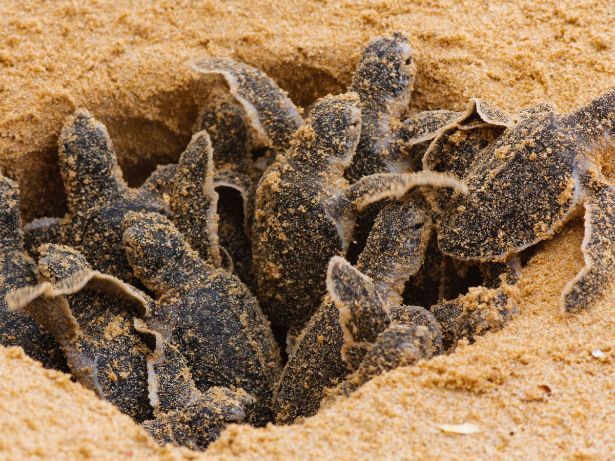 World’s top 10 sea turtle nesting beaches