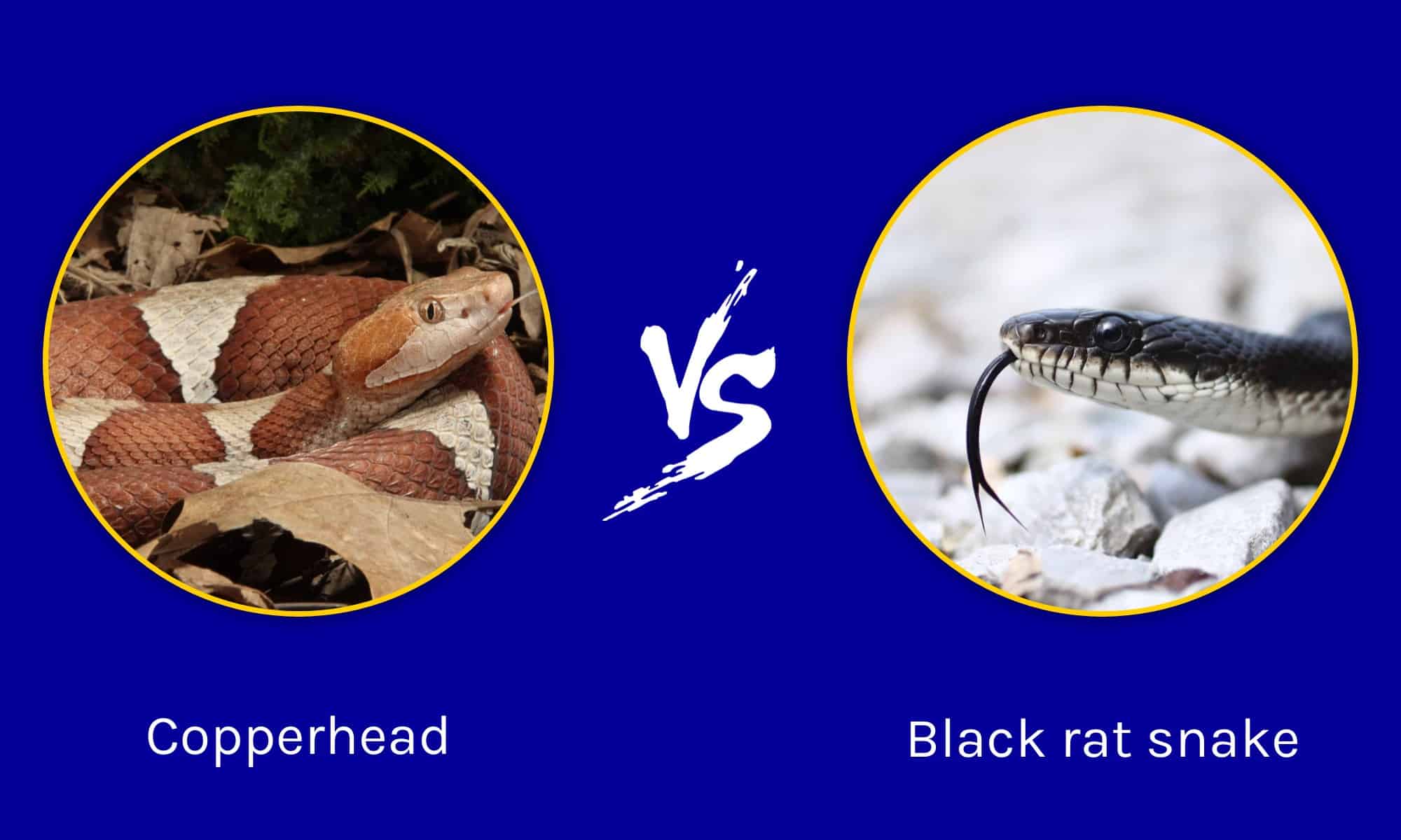 Copperhead vs Black Rat Snake: What are the Differences?