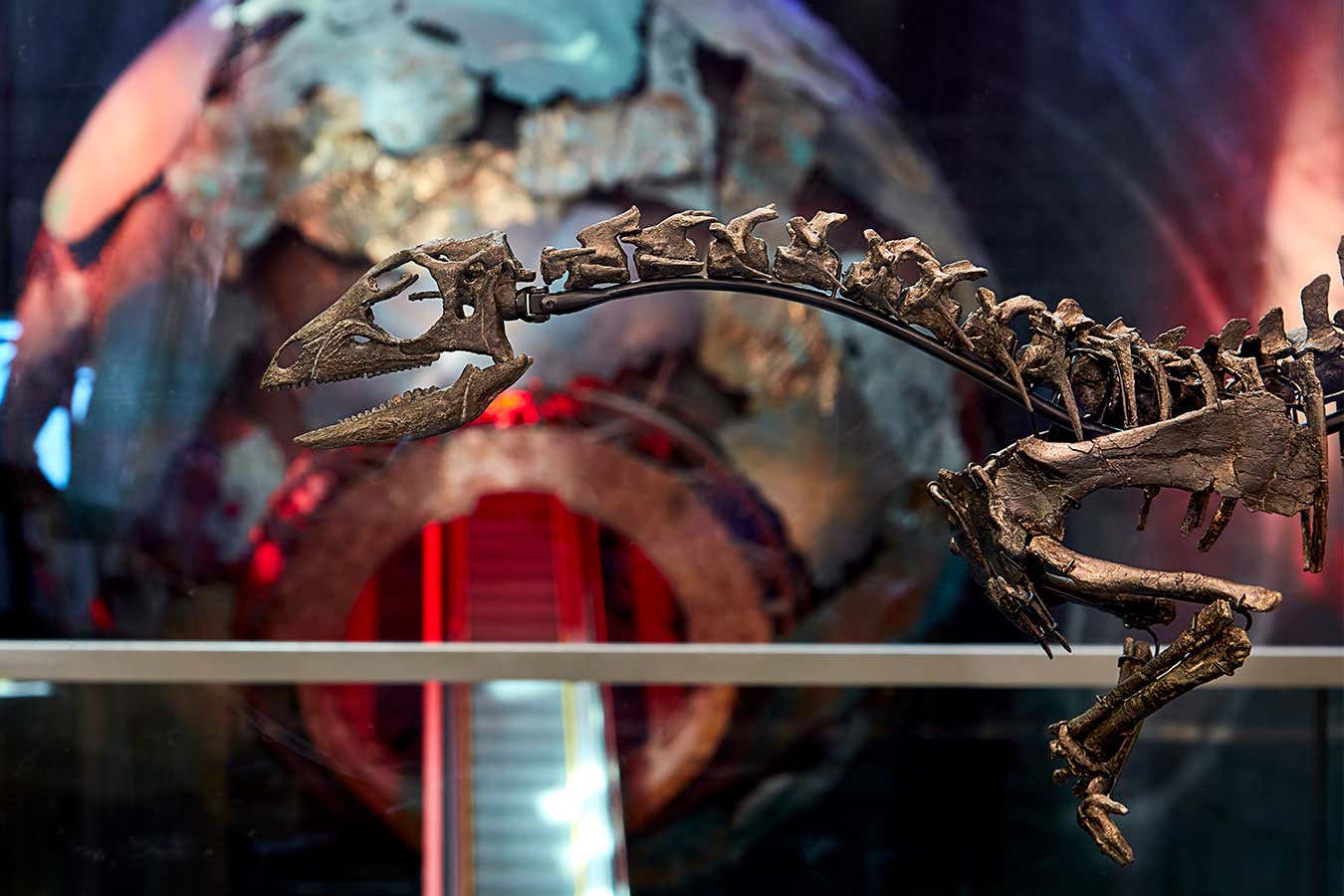 A closer look at the newly discovered dinosaur species Enigmacursor