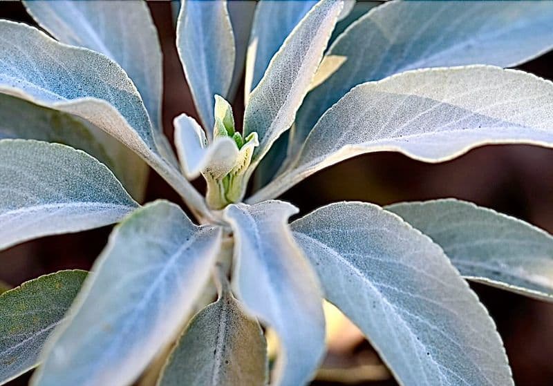 10 Plants That Are Extremely Sacred to Native Americans