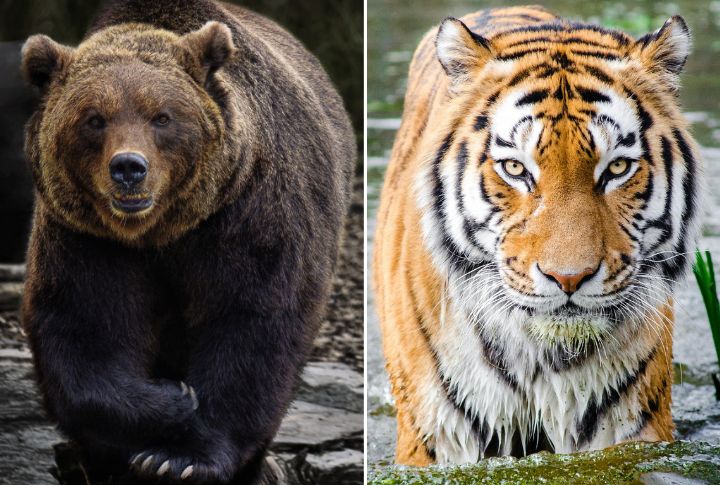 These 10 Animals Have Bears Running The Other Way