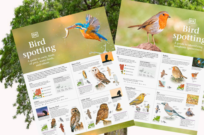 FREE DK Bird Spotting guides inside this weekend's Daily Star