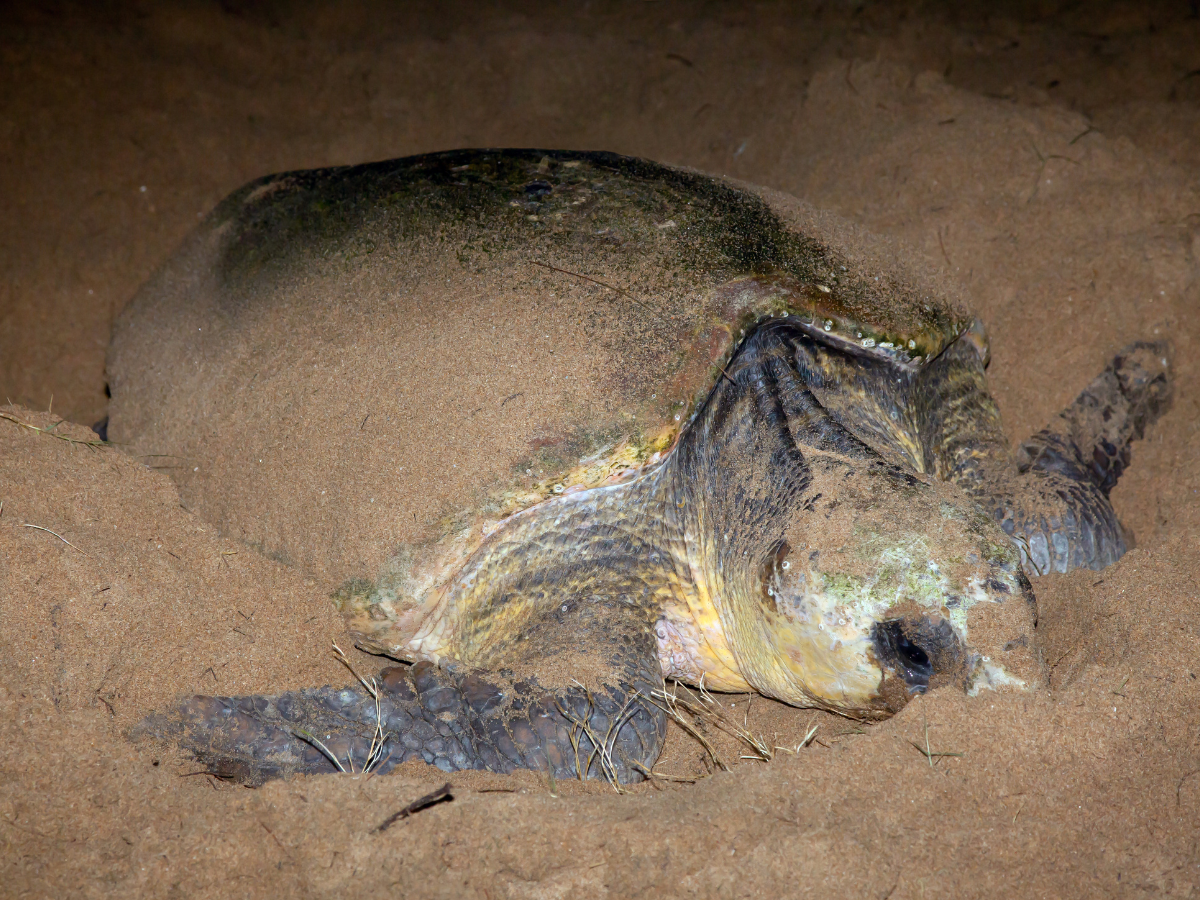 World’s top 10 sea turtle nesting beaches