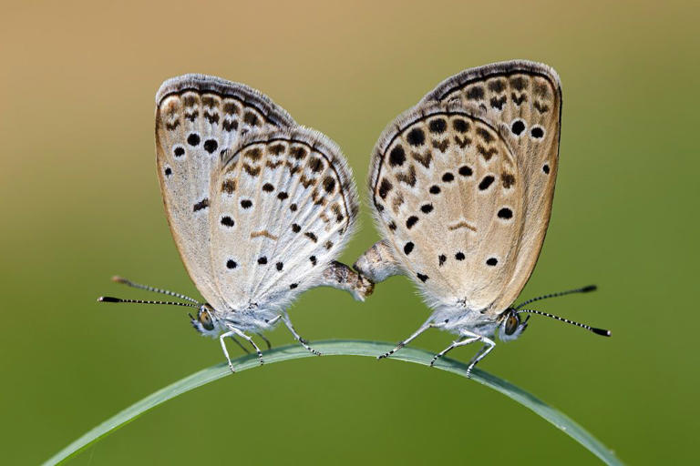 The Fascinating Reproductive Cycle of Butterflies: From Egg to Adult