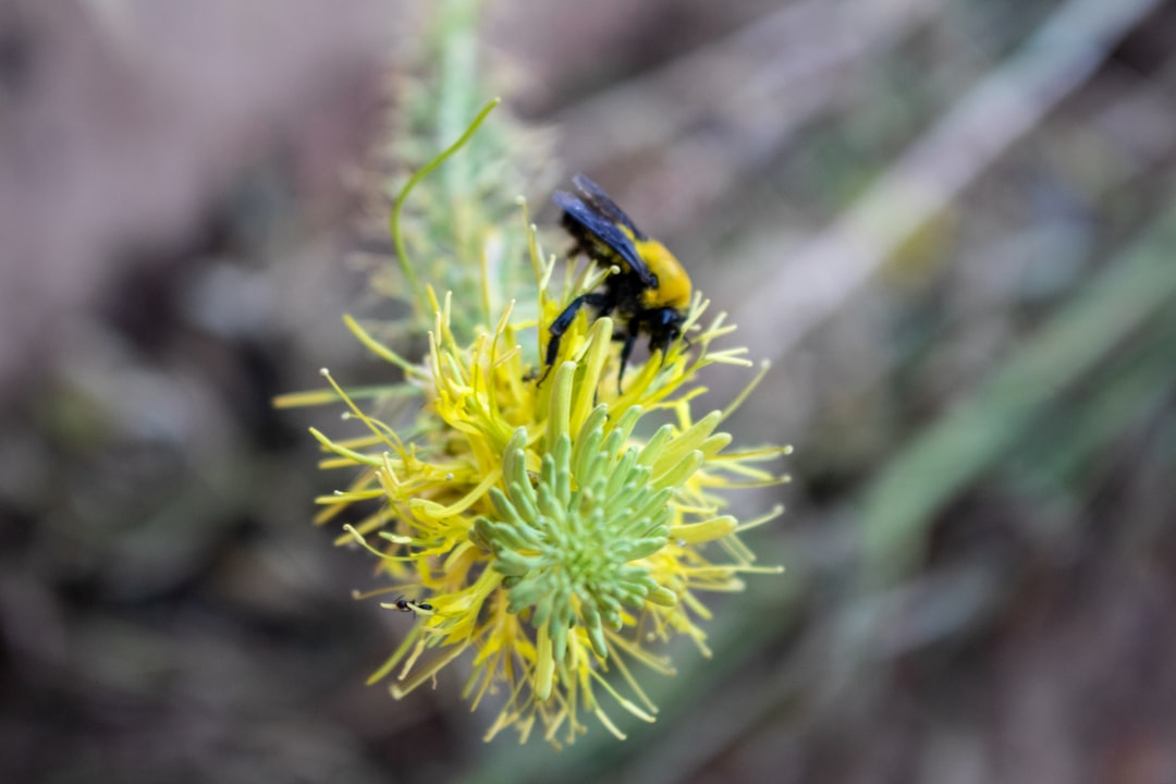 How Replacing My Lawn With Native Plants Changed Everything