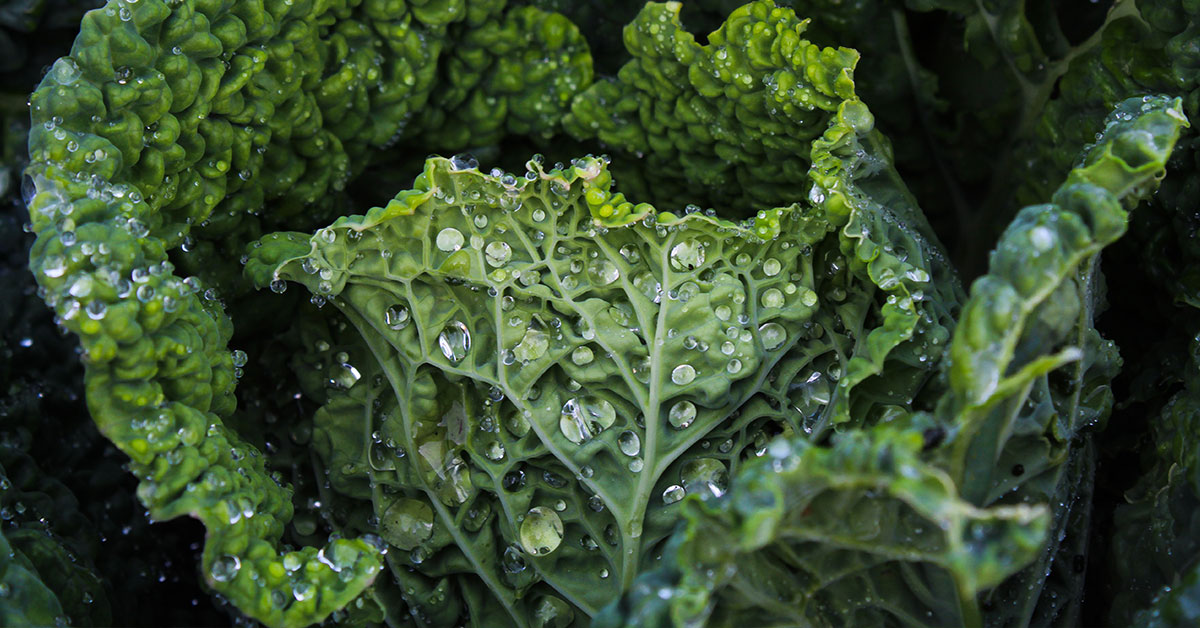 11 Gardening Mistakes You Should Avoid While Growing Kale