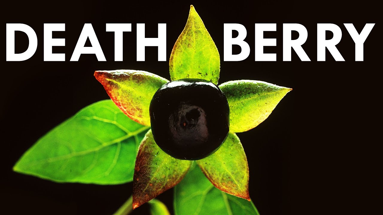 Deadly Nightshade Has the Deadliest Berries on Earth