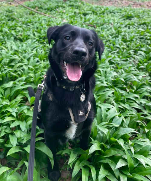 These 30 cute dogs at Holly Hedge Animal Sanctuary looking for homes in ...