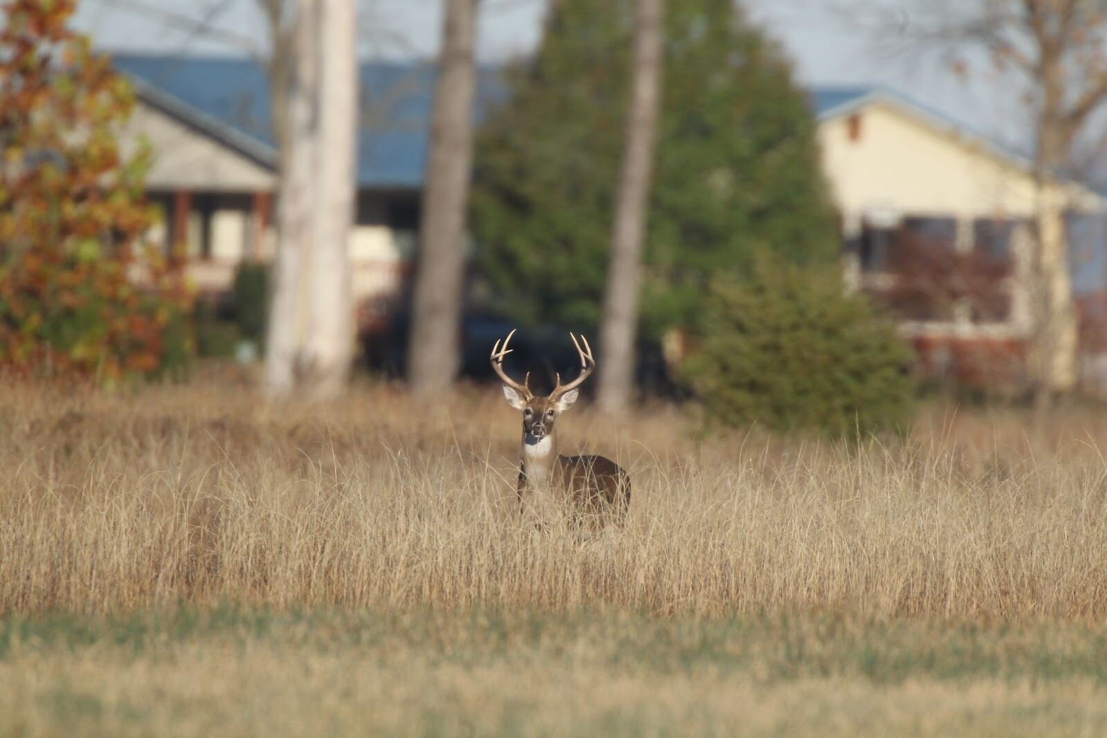 Howard to vote on adding properties to deer hunt