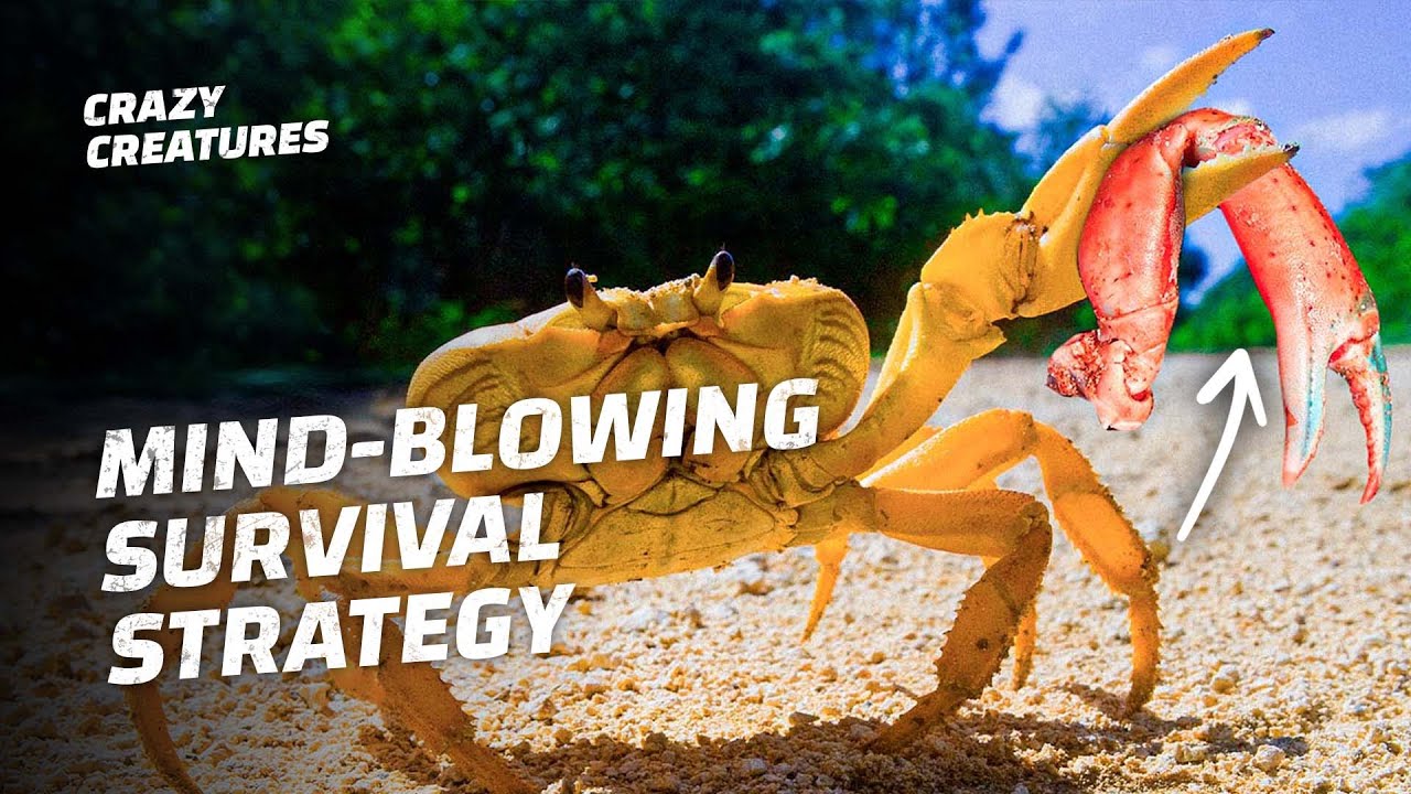 Autotomy Explained: Why Crabs Sacrifice Their Limbs