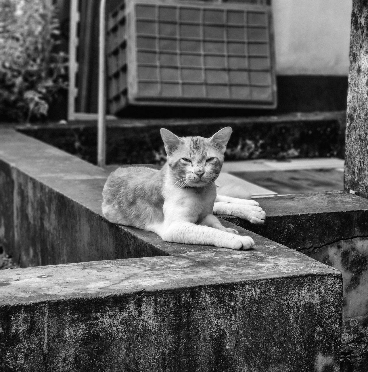 12 Cat Behaviors That Actually Mean “I Love You”