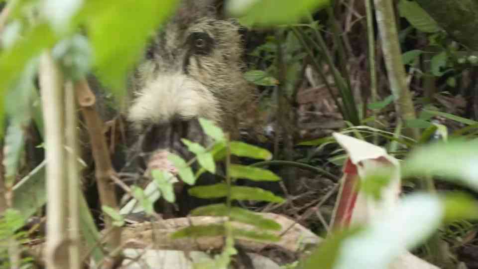 Meet the bearded pig of Borneo