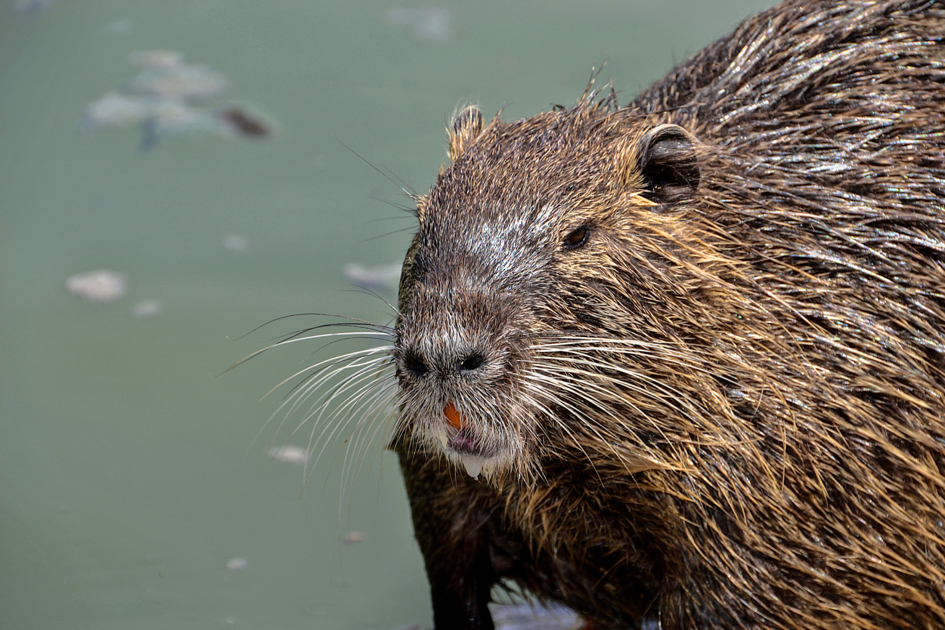 The Soviet swamp rat experiment