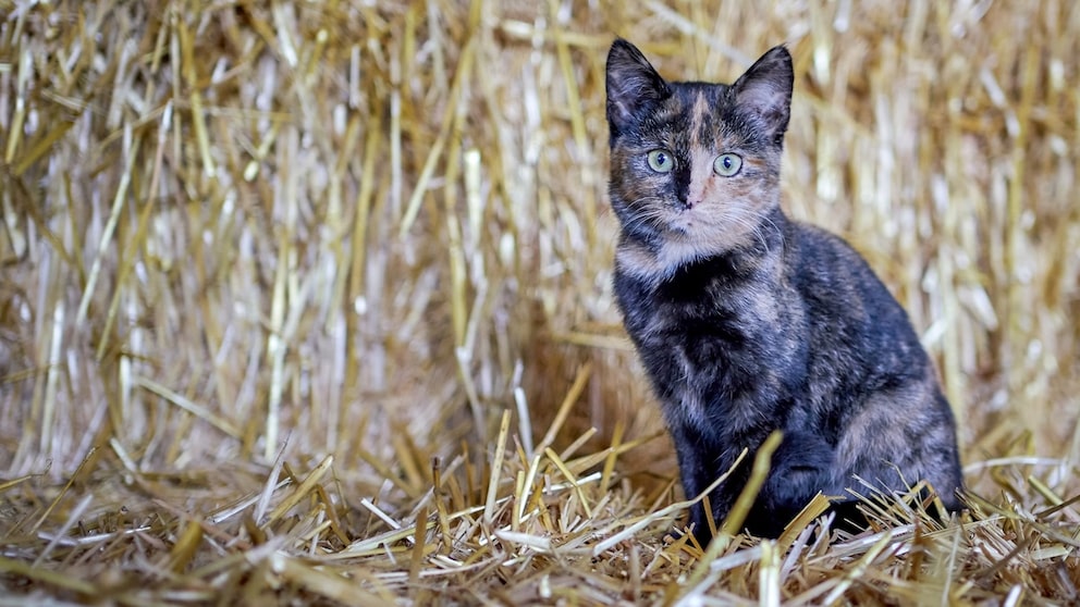 Adopting a farm cat? Never again