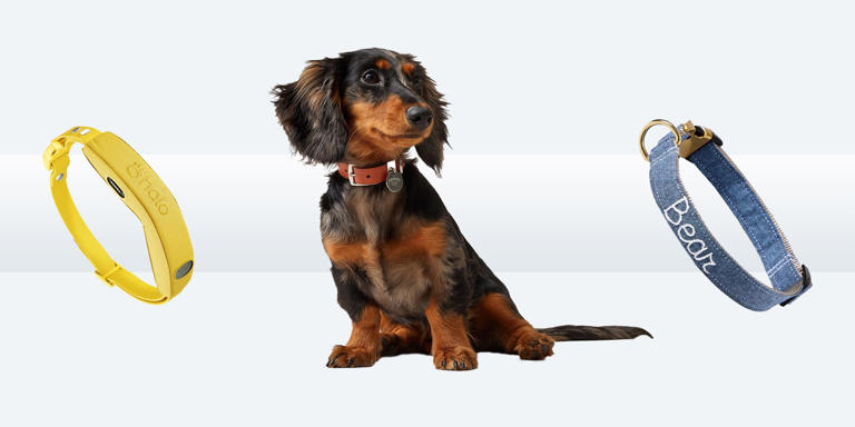 The 17 Best Dog Collars for Every Type of Stylish Pup