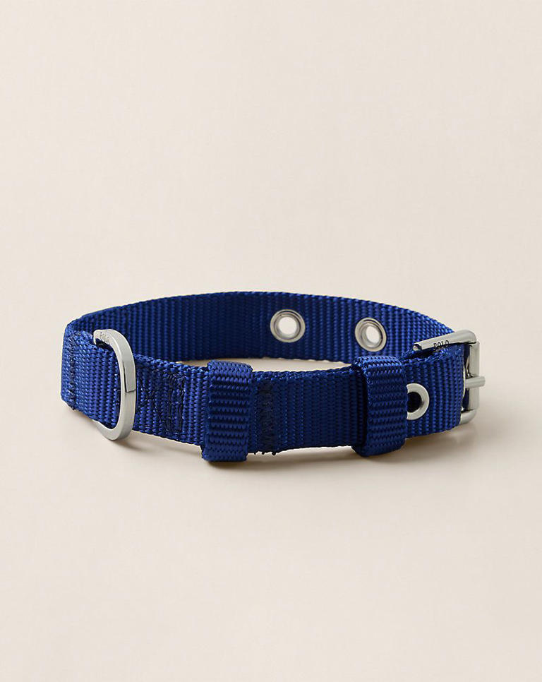 The 17 Best Dog Collars for Every Type of Stylish Pup