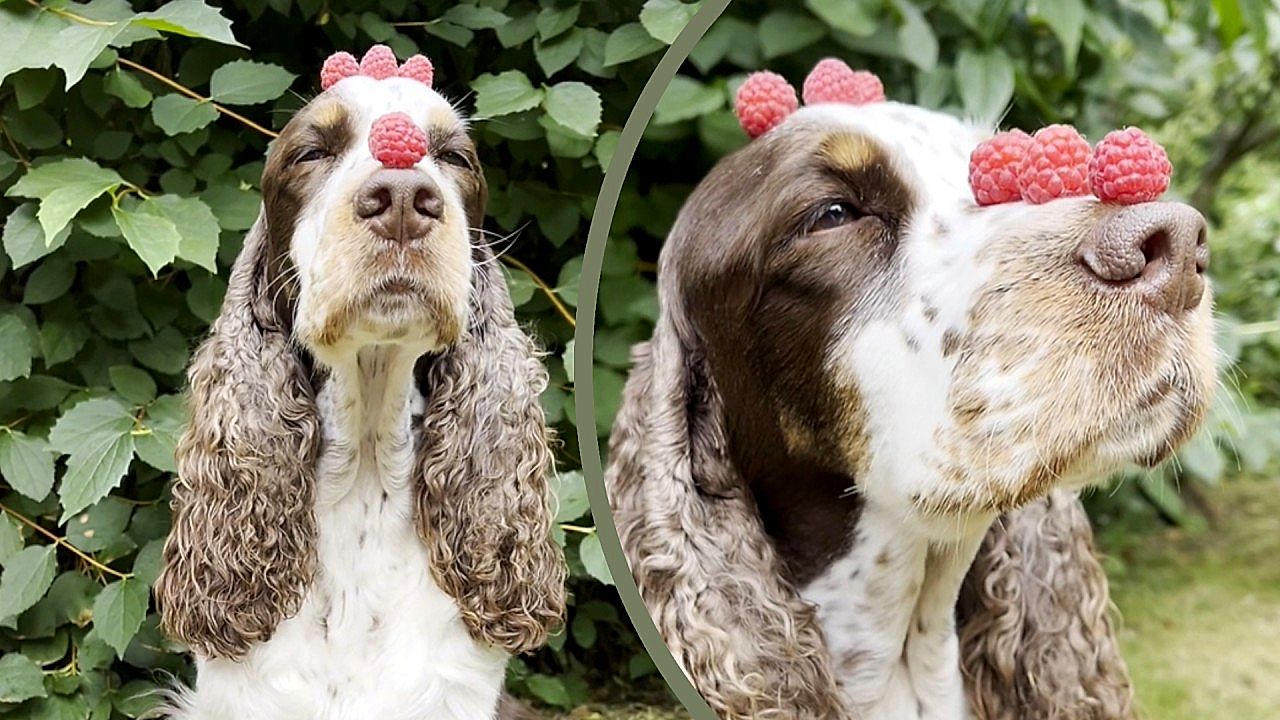 Resisting temptation: Dog takes on berry balance challenge
