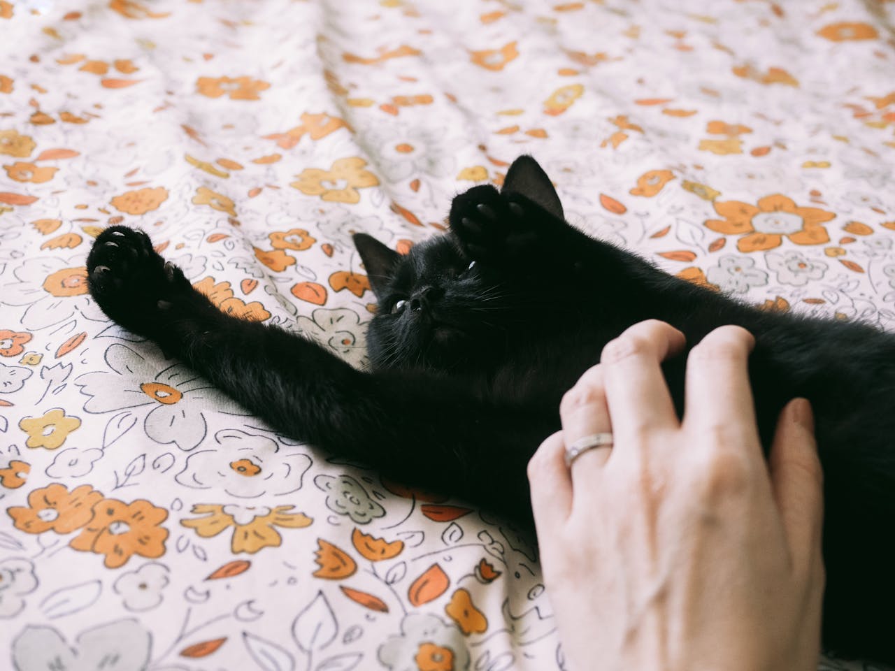 12 Cat Behaviors That Actually Mean “I Love You”