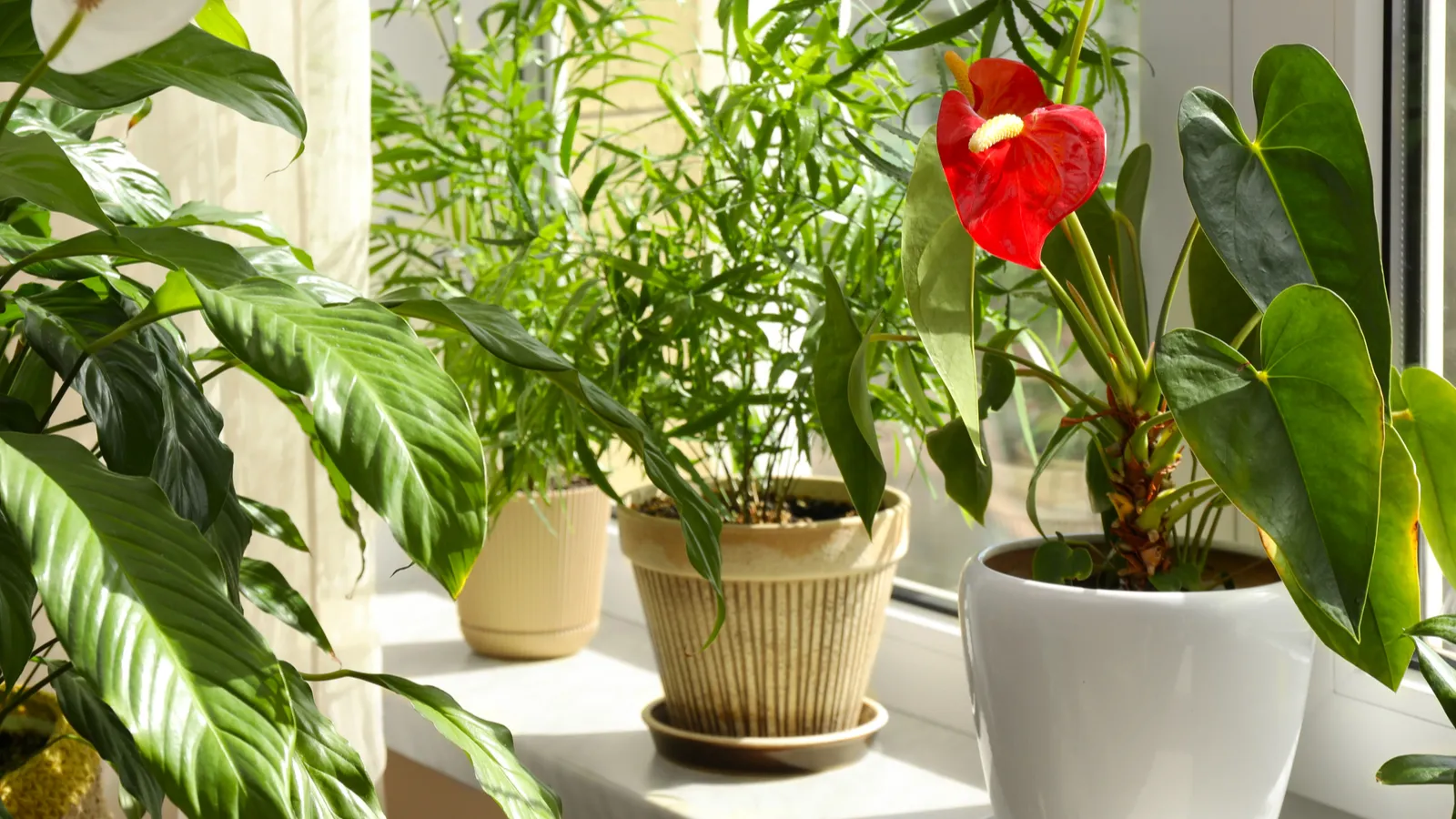 Timeless houseplants that thrive for generations