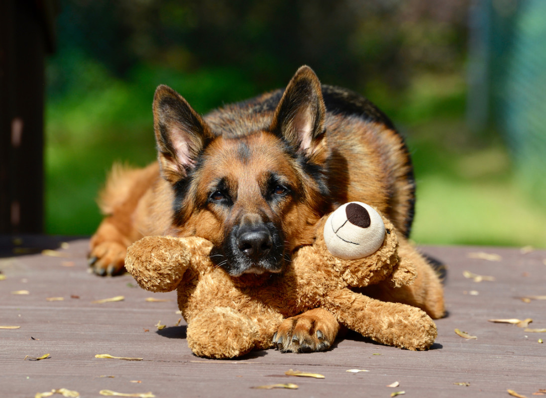 German Shepherd Drops His Favorite Toy in the Lake, and His Brother's ...