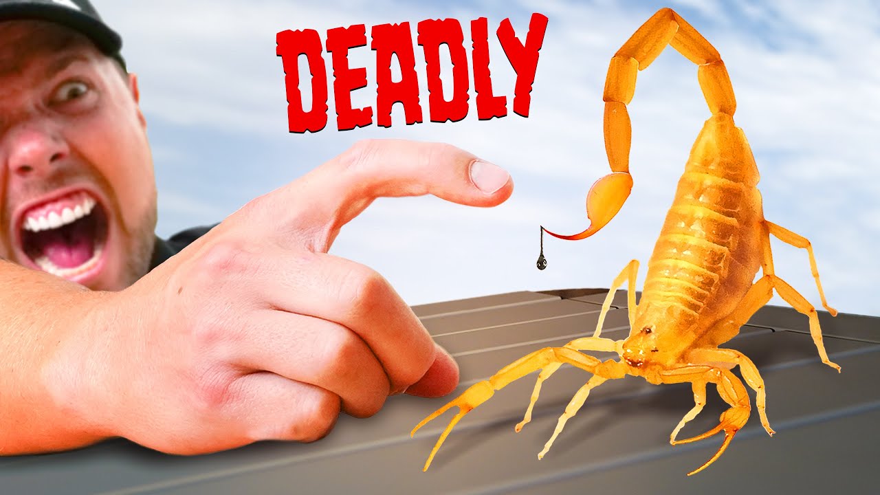 What Happens When You Re Stung By A Deadly Scorpion