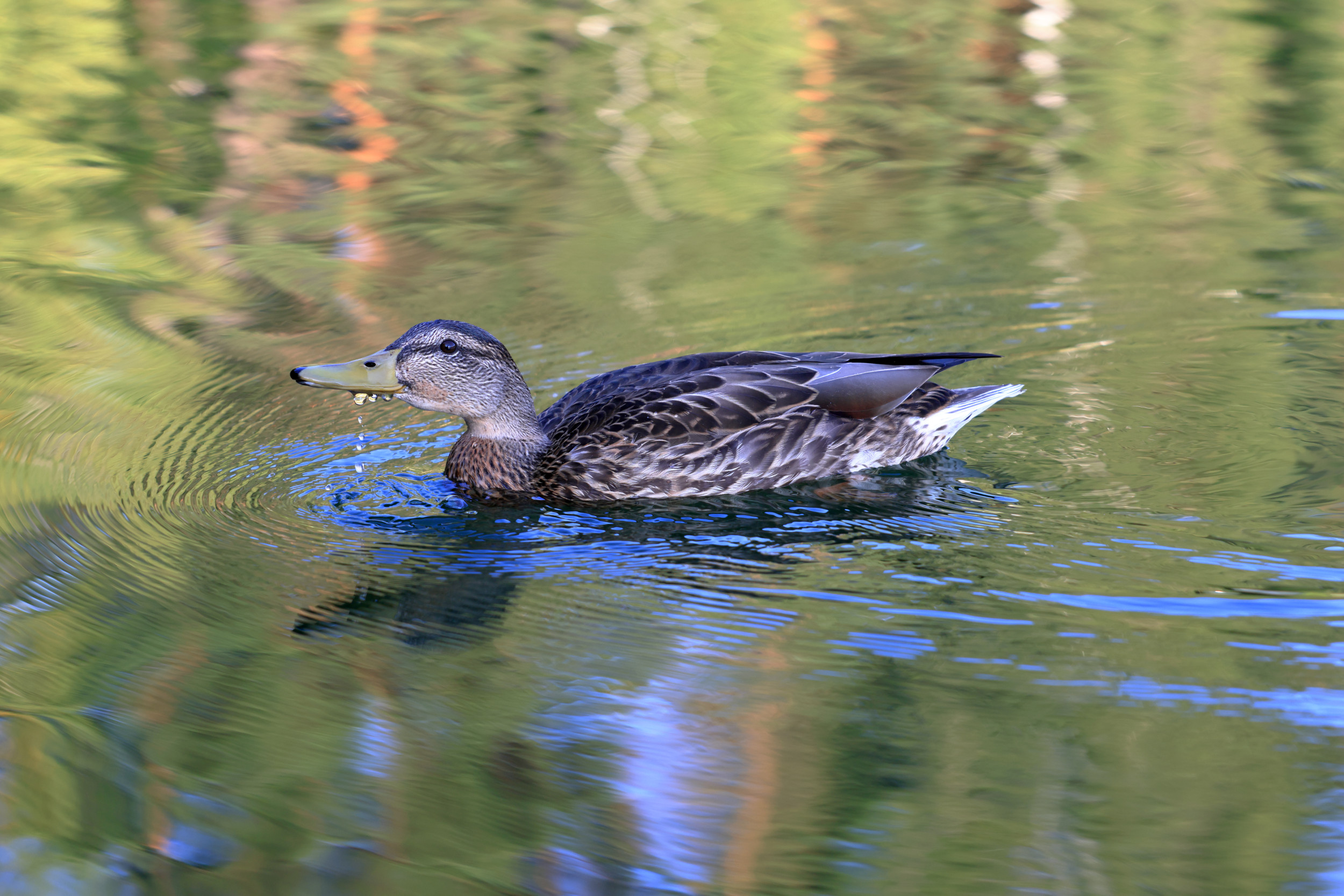 Disabled duck found with broken jaw, tears over his life now