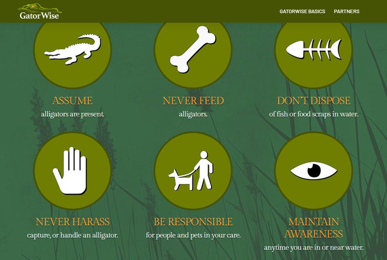 Florida alligator attack kills woman: New details released, FWC ...