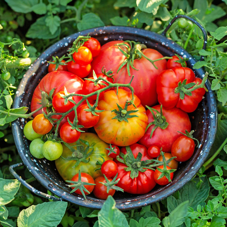 How To Pollinate Tomatoes: Give Plants A Hand For Bigger Harvests