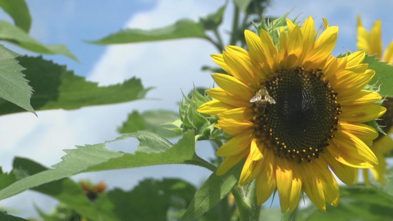 How North Carolina’s Largest Sunflower Field offers more than just a ...