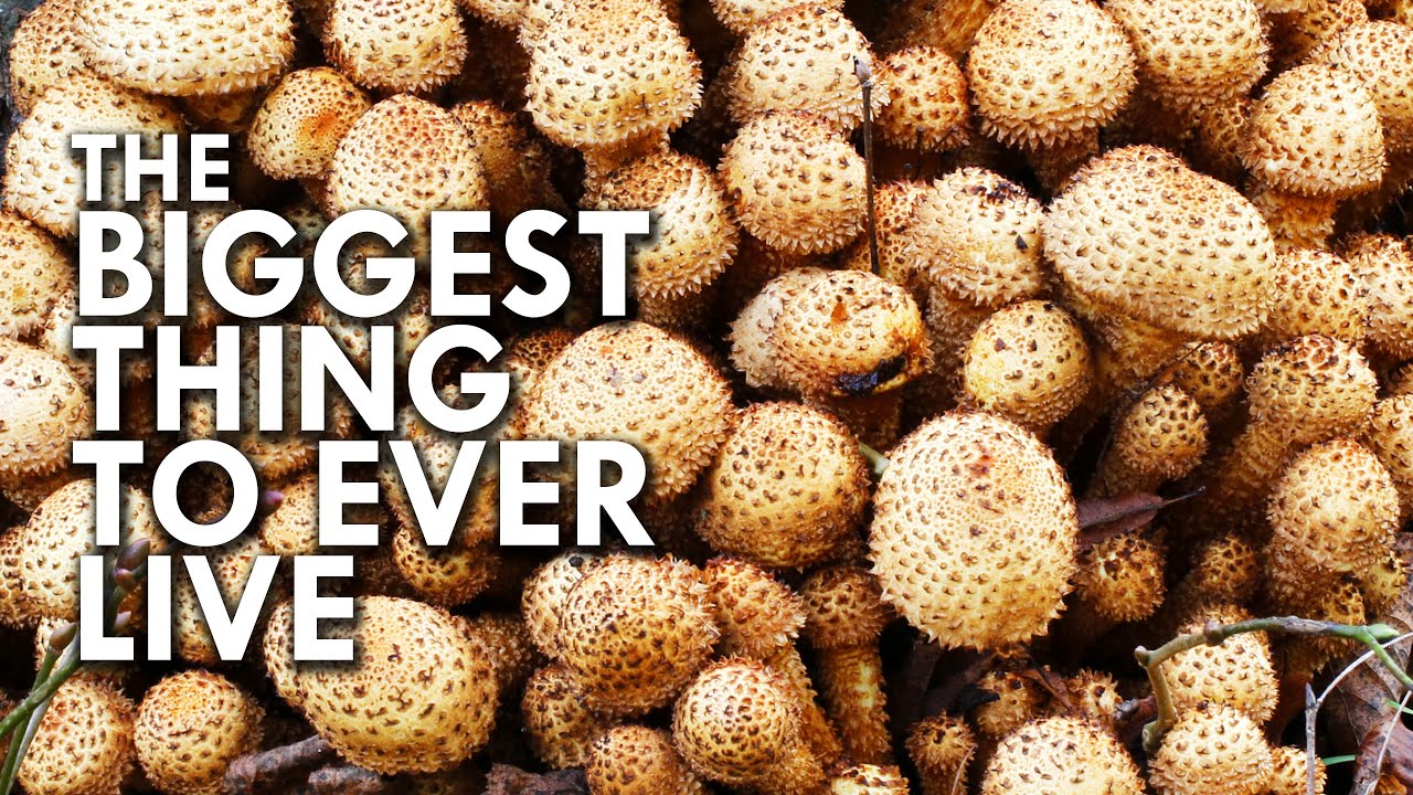 Humongous Fungus: The Biggest Thing to Ever Live