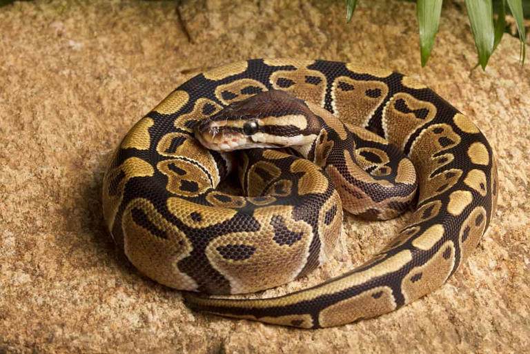 The Four Unique Methods of Snake Movement: A Deep Dive
