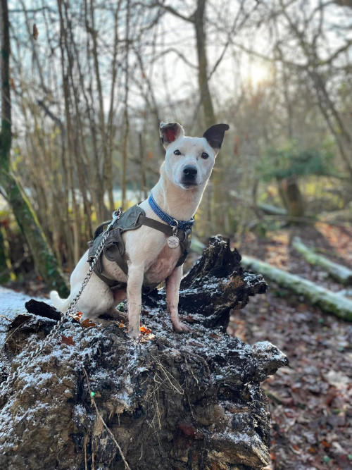 These 30 cute dogs at Holly Hedge Animal Sanctuary looking for homes in ...
