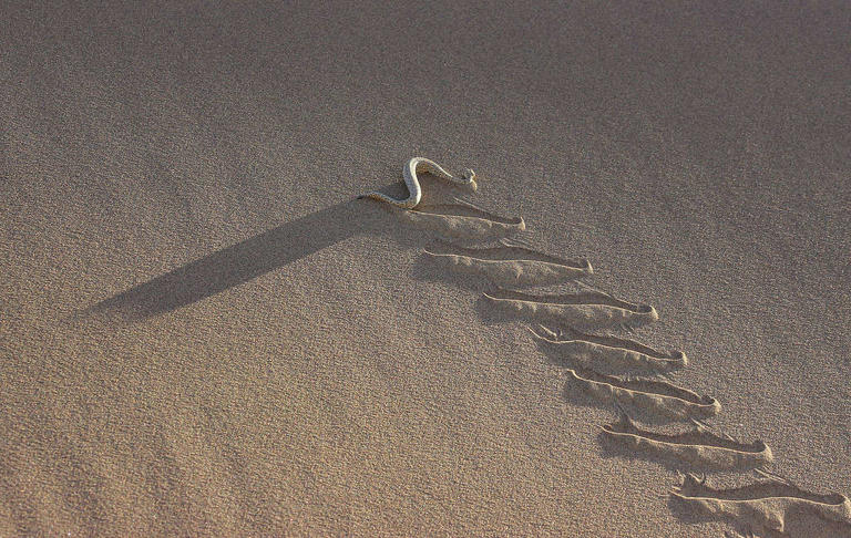 The Four Unique Methods of Snake Movement: A Deep Dive