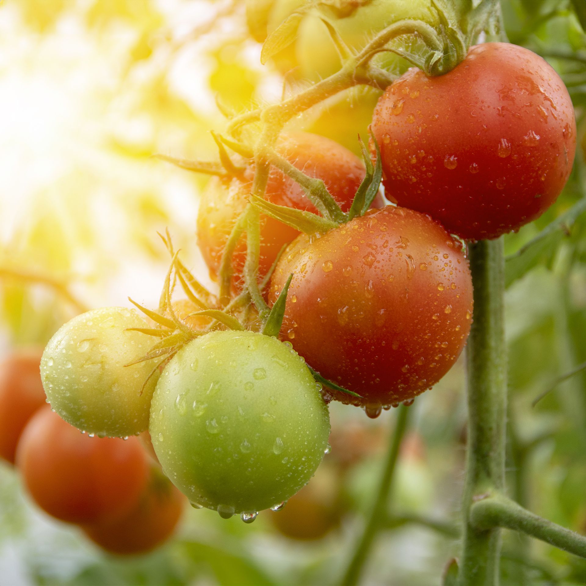How Much Sun Do Tomato Plants Need? A Light Requirements Guide For ...
