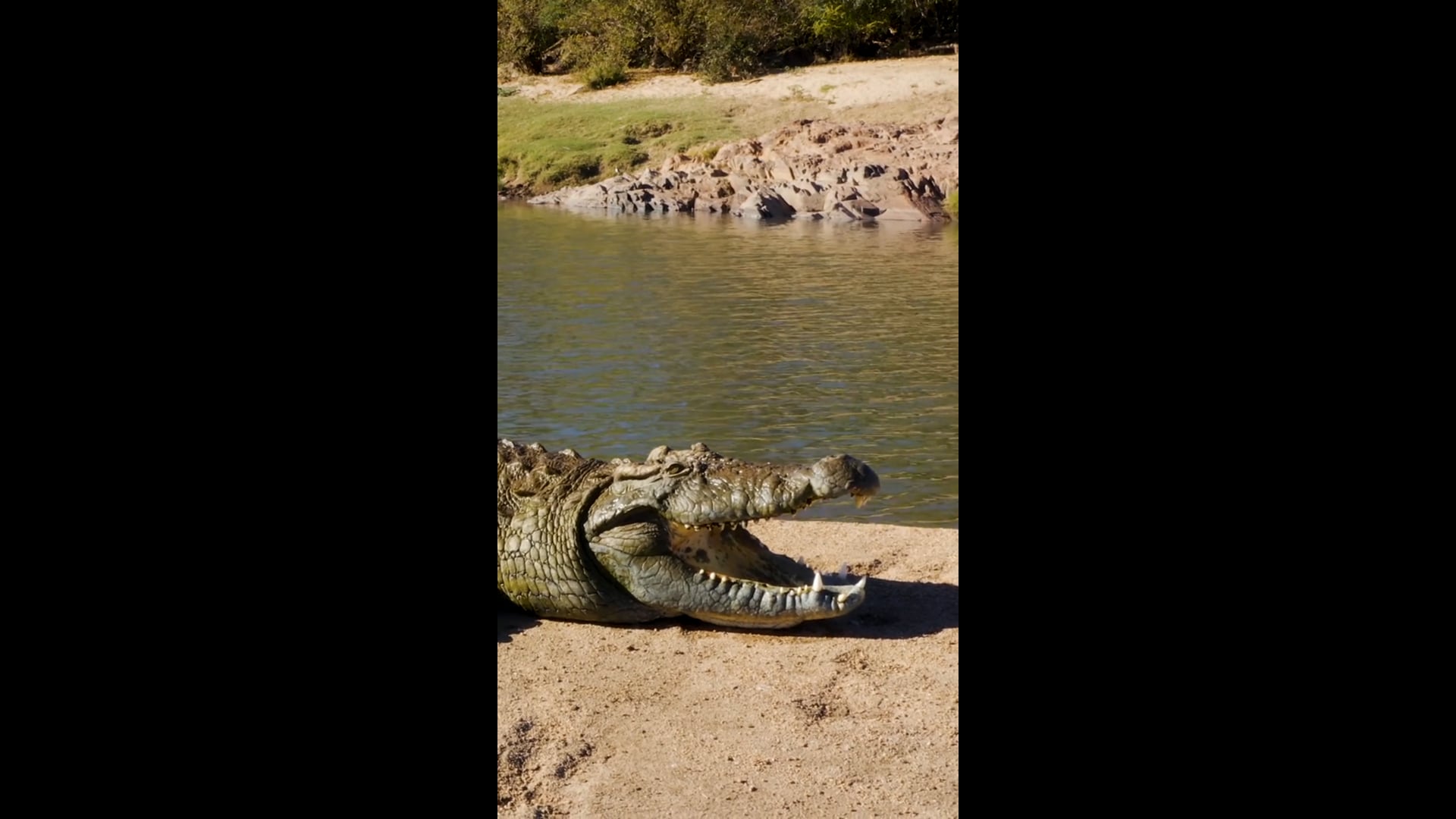 Wild World of Crocodiles: Drone's Eye View of Nature's Predators.