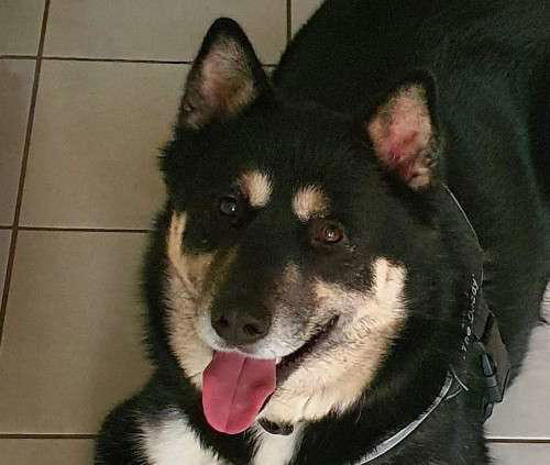 These 30 cute dogs at Holly Hedge Animal Sanctuary looking for homes in ...