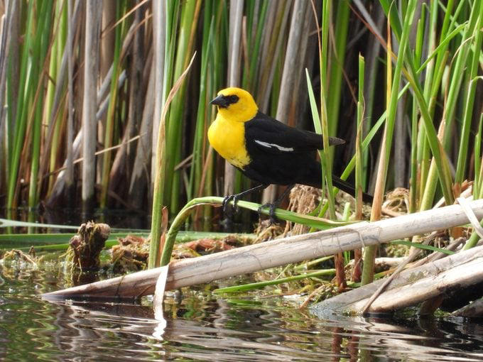 What’s That Black Bird With a Yellow Head?