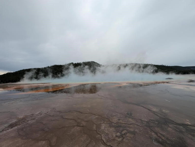 Onlookers watch as large bison dies in scalding Yellowstone hot spring
