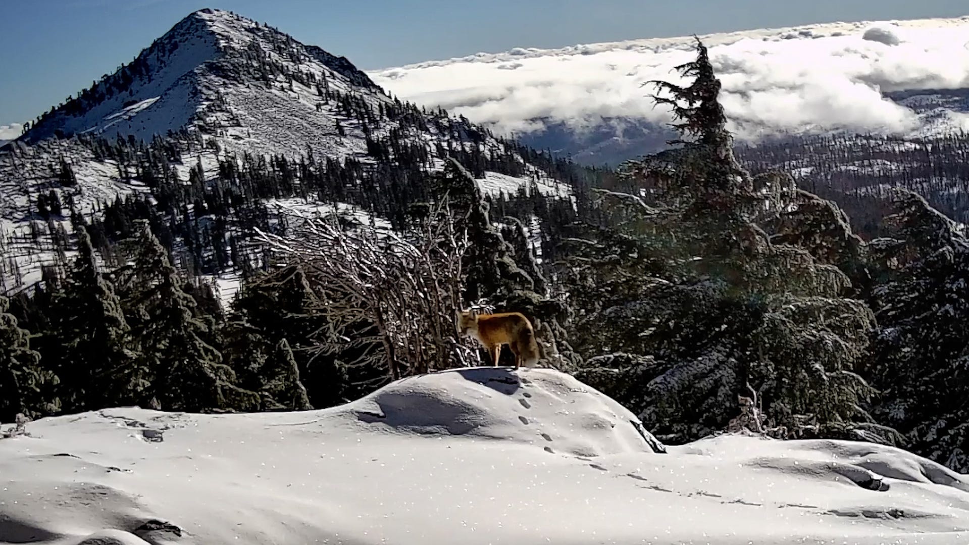 Extremely rare fox caught on newly-released footage