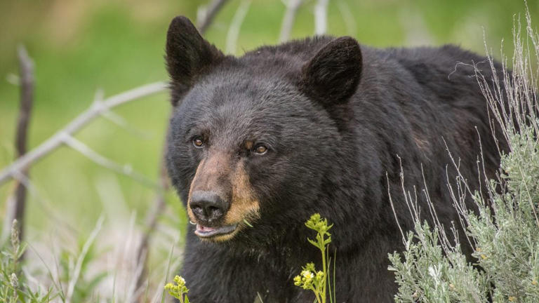 Black bear attacks teen, charges at group of hikers on popular trail in ...