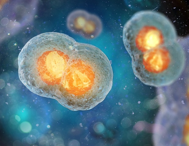 Novel cell division mechanism discovered in early embryonic development