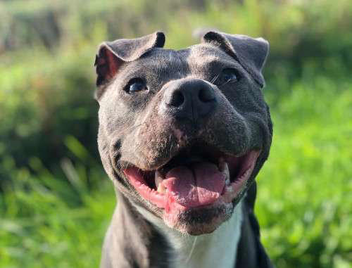 These 30 cute dogs at Holly Hedge Animal Sanctuary looking for homes in ...