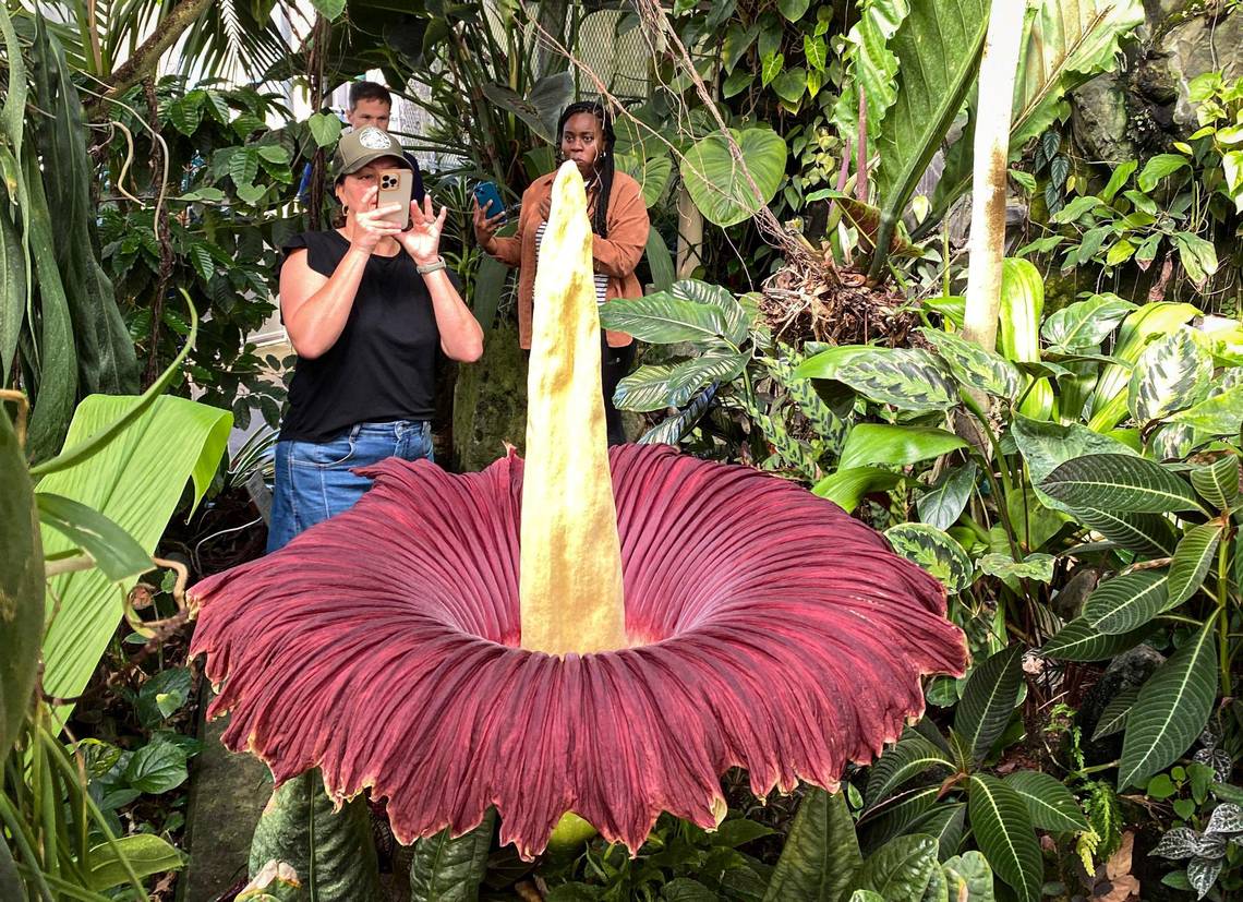 Rare corpse flower blooms at Cal Poly. But you'll have to hurry to smell it